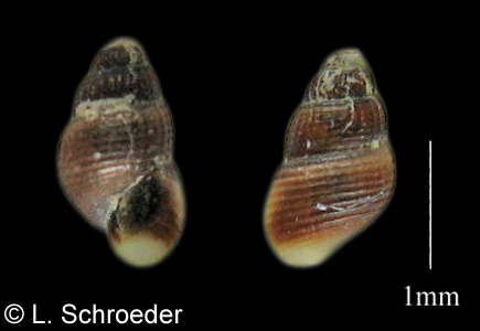 Gastropods - Rissoidae, Barleeidae, Caecidae, Vermetidae